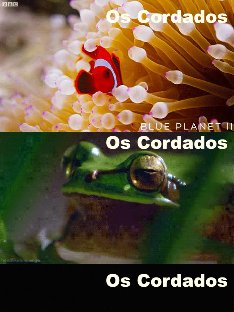 Características e Classificação dos Cordados | PDF | Vertebrados | Veia