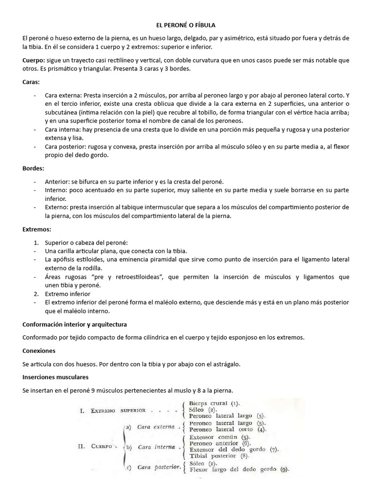 El Peroné o Fíbula | PDF | Anatomía humana | Anatomía del miembro inferior