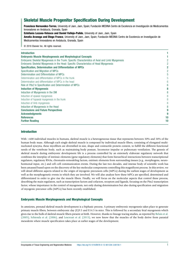 Skeletal Muscle Progenitor Specification During Development | PDF | Cellular Differentiation ...