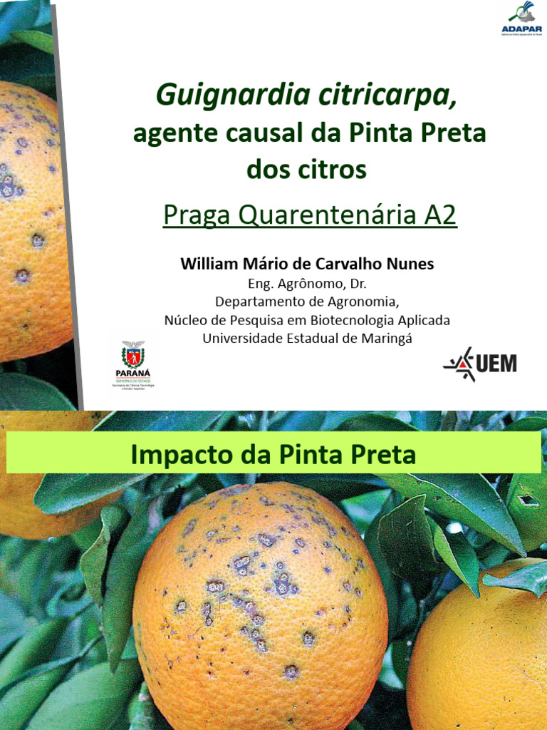Pinta Preta dos Citros: Guignardia citricarpa | PDF | Laranja (fruta)