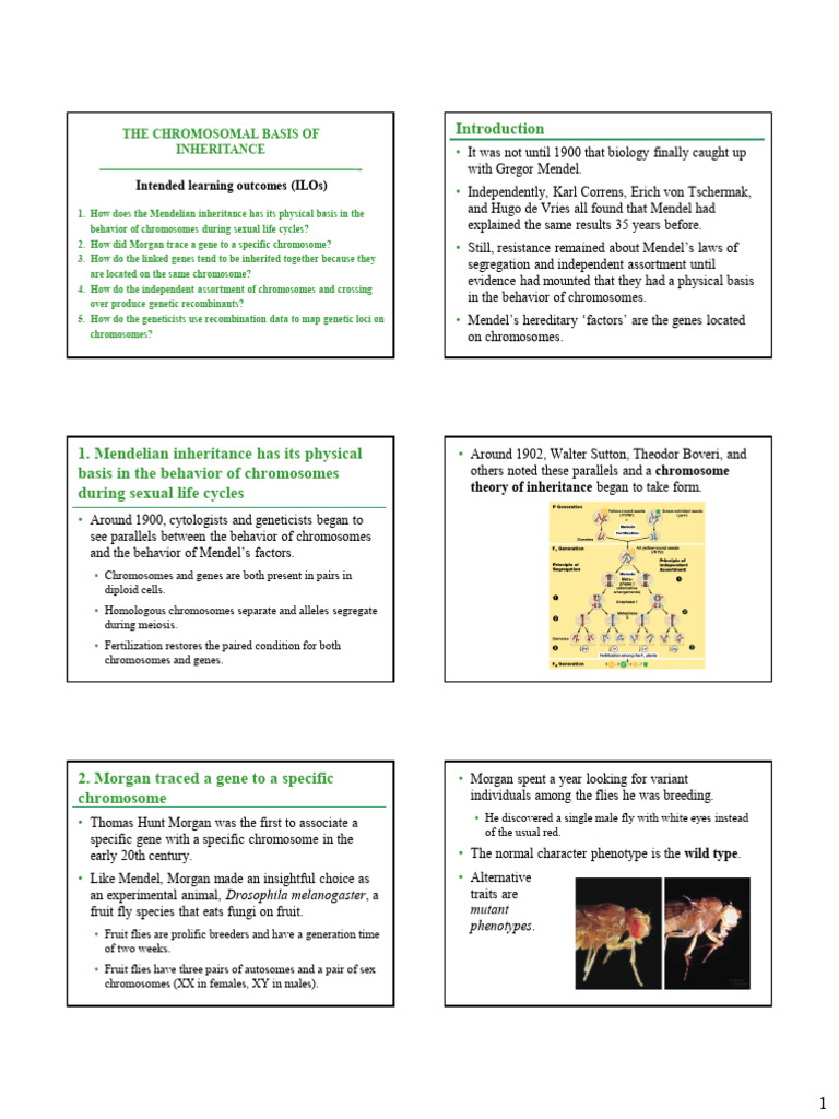 Chromosomal Basis of Inheritance | PDF | Genetic Linkage | Meiosis