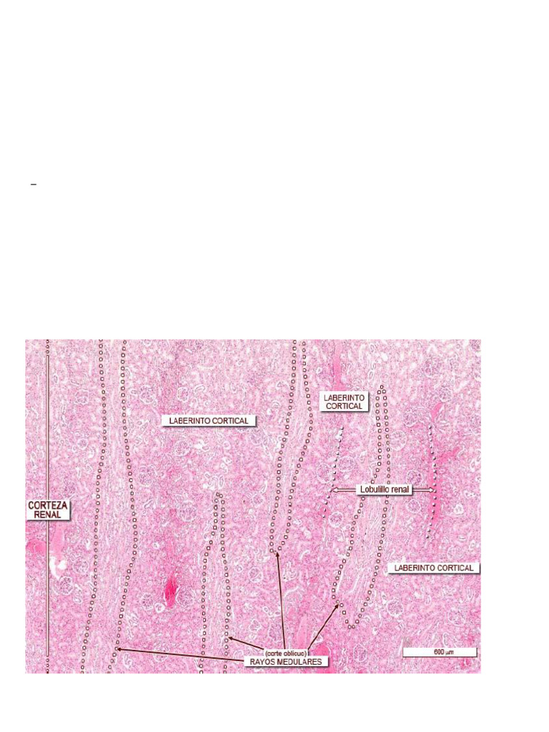 PrÃ¡ctica 18. Renal y Reproductor Femenino. | PDF | Riñón | Epitelio