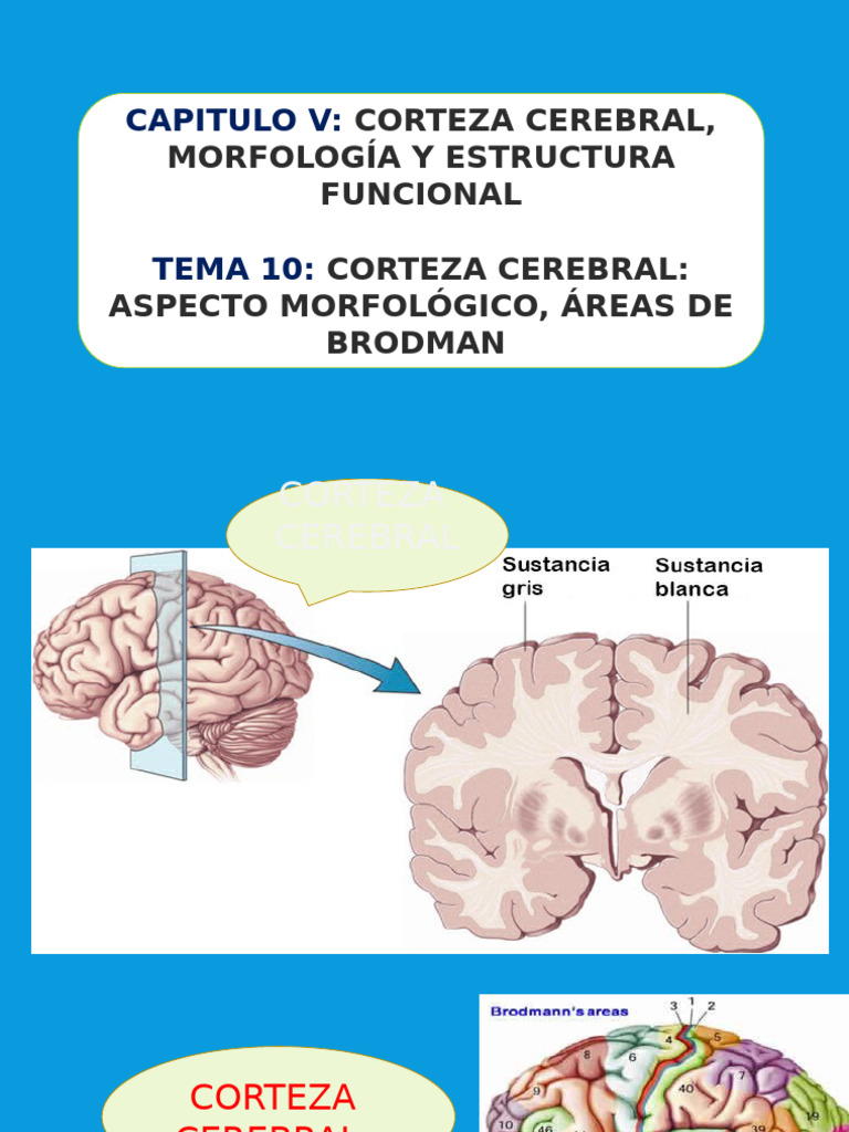 Corteza Somestésica en la Cerebral | PDF | Corteza cerebral | Cerebro