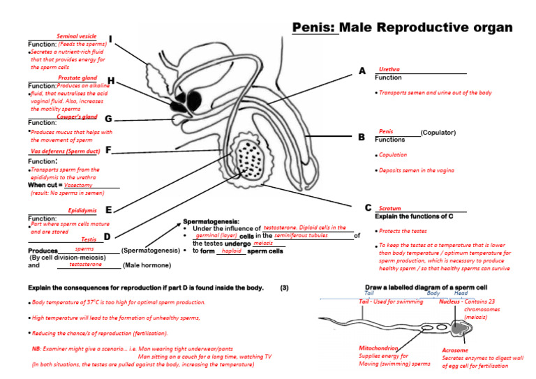 2.2 MEMO - Male Reproductive System 1pager | PDF | Sperm | Testicle