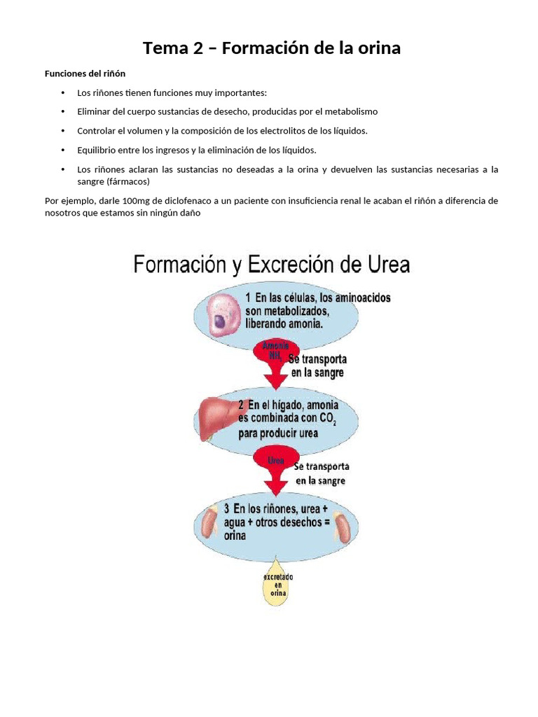 Clase 2 - Formacion de la orina | PDF | Riñón | Especialidades Medicas