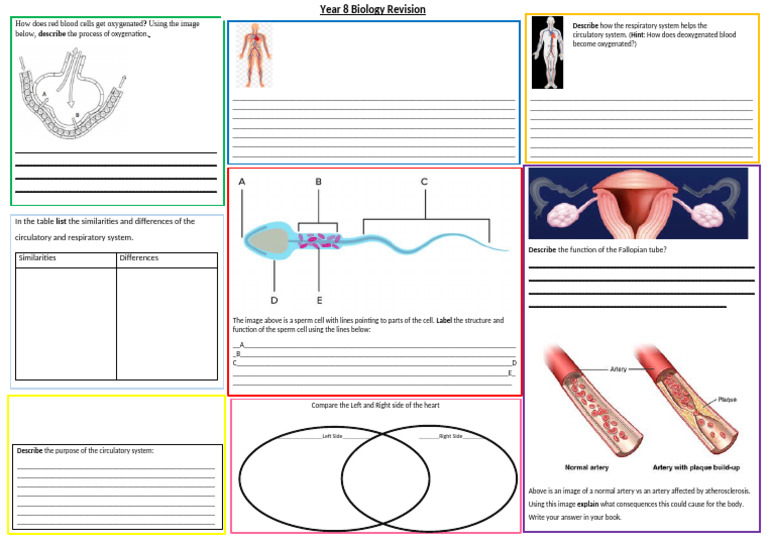 Year 8 Biology REVISION A3 | PDF | Artery | Animal Physiology