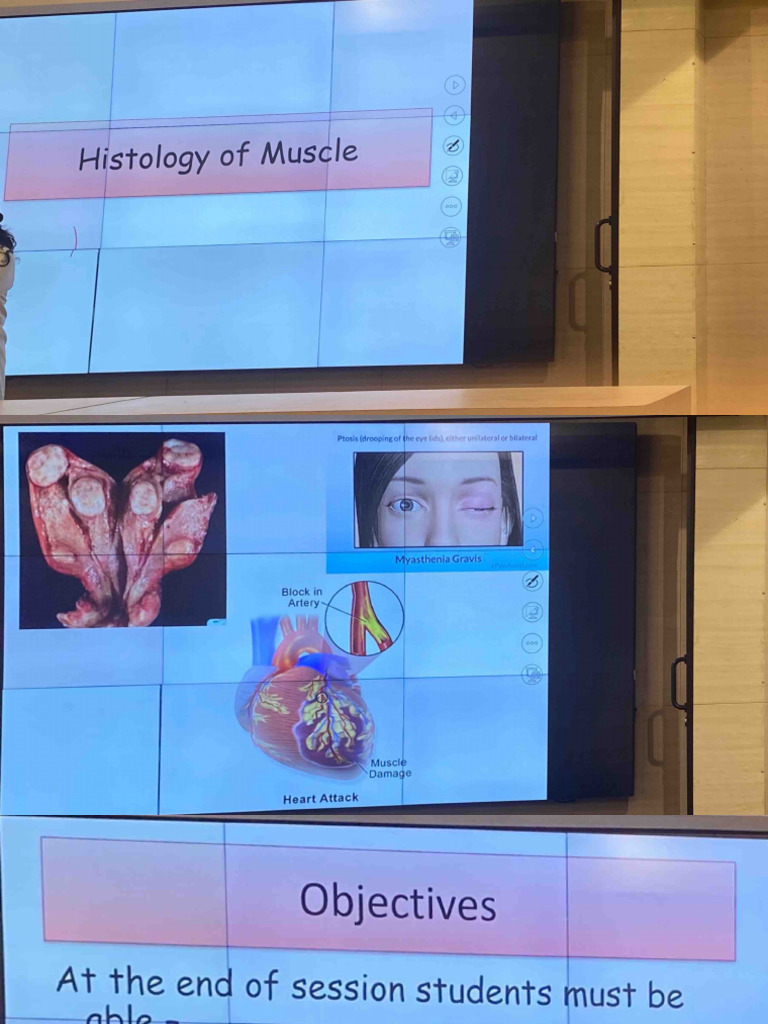 Muscle Histology | PDF