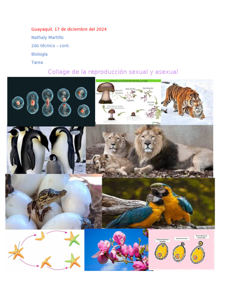 Las Capas Germinales | PDF