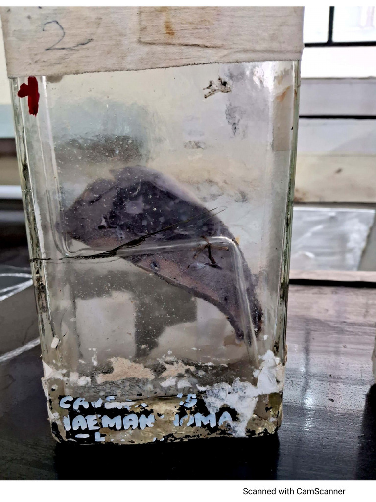 Patho Specimens | PDF