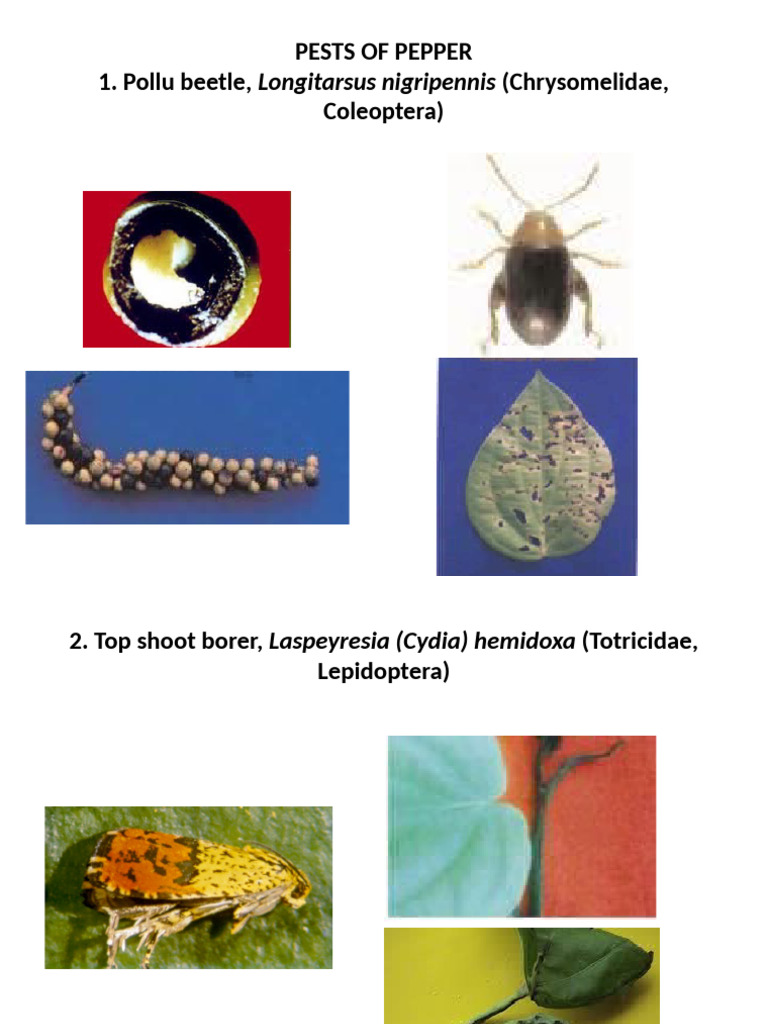 Pepper & Cardamom | PDF