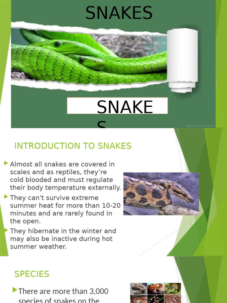 Impromptu Presentation | PDF | Snake | Predation