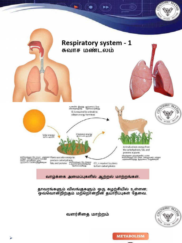 Respiratory System - 1: Chandru Maths | PDF