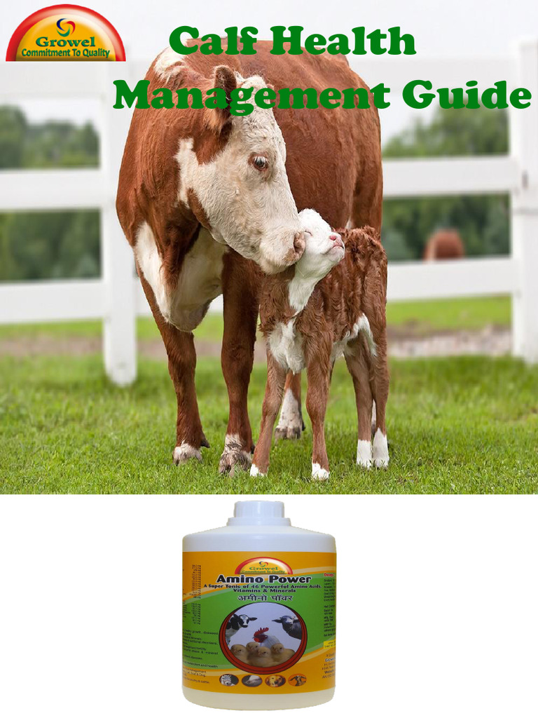 Calf Health Management Guide | PDF | Dairy Cattle | Cattle