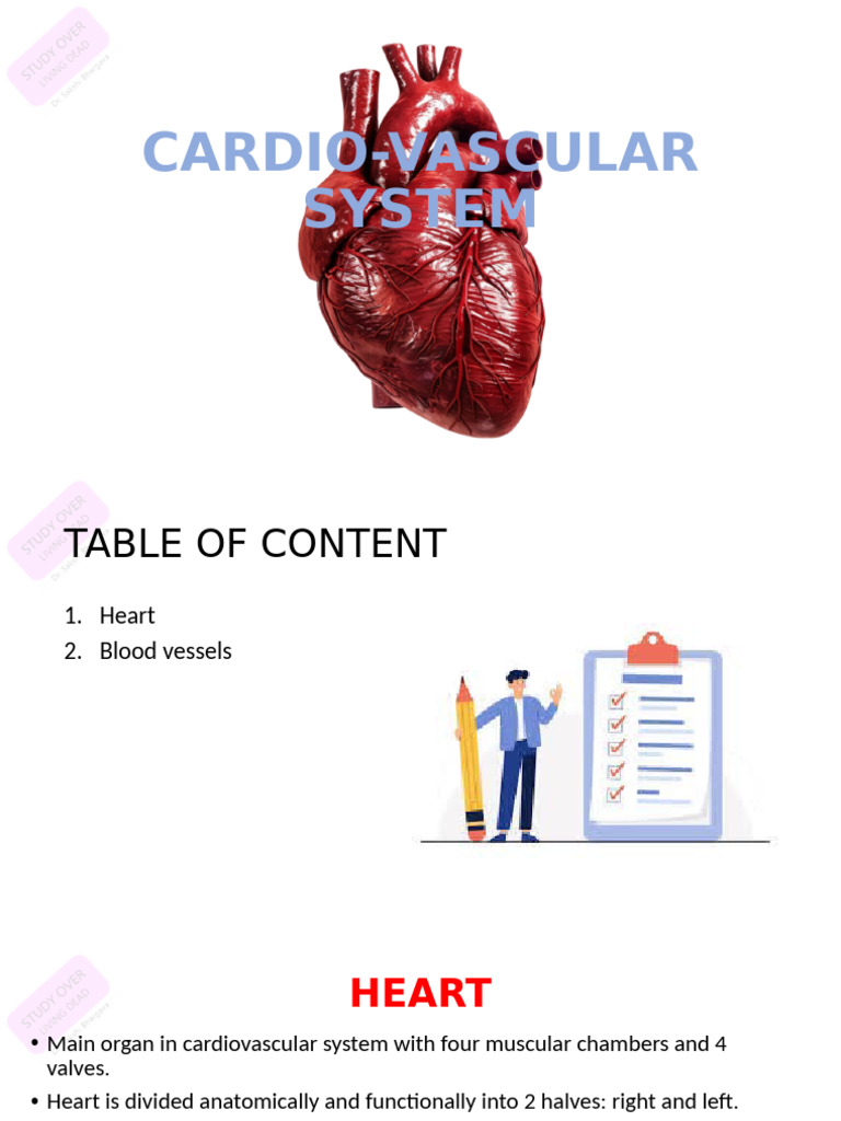 Vascular System | PDF | Vein | Ventricle (Heart)