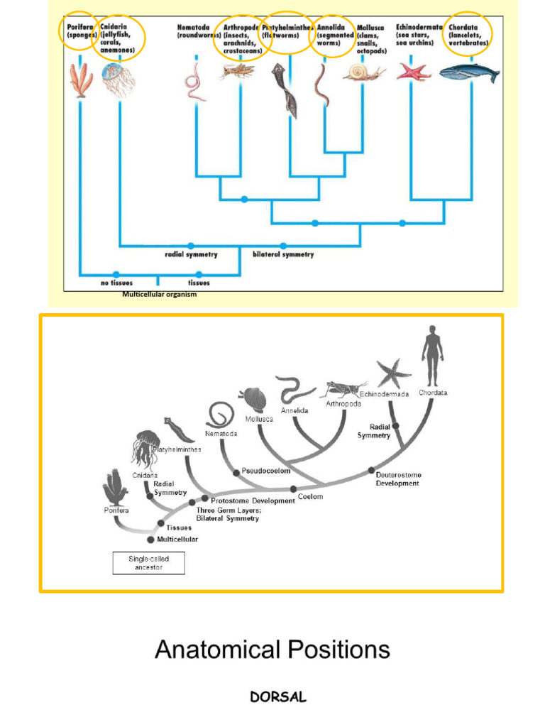 Animal Phyla Body Plans Explained | PDF | Anatomy