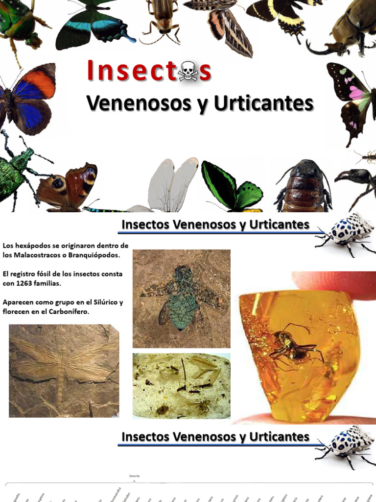 Conferencia 6. Insectos venenosos | PDF | Insectos