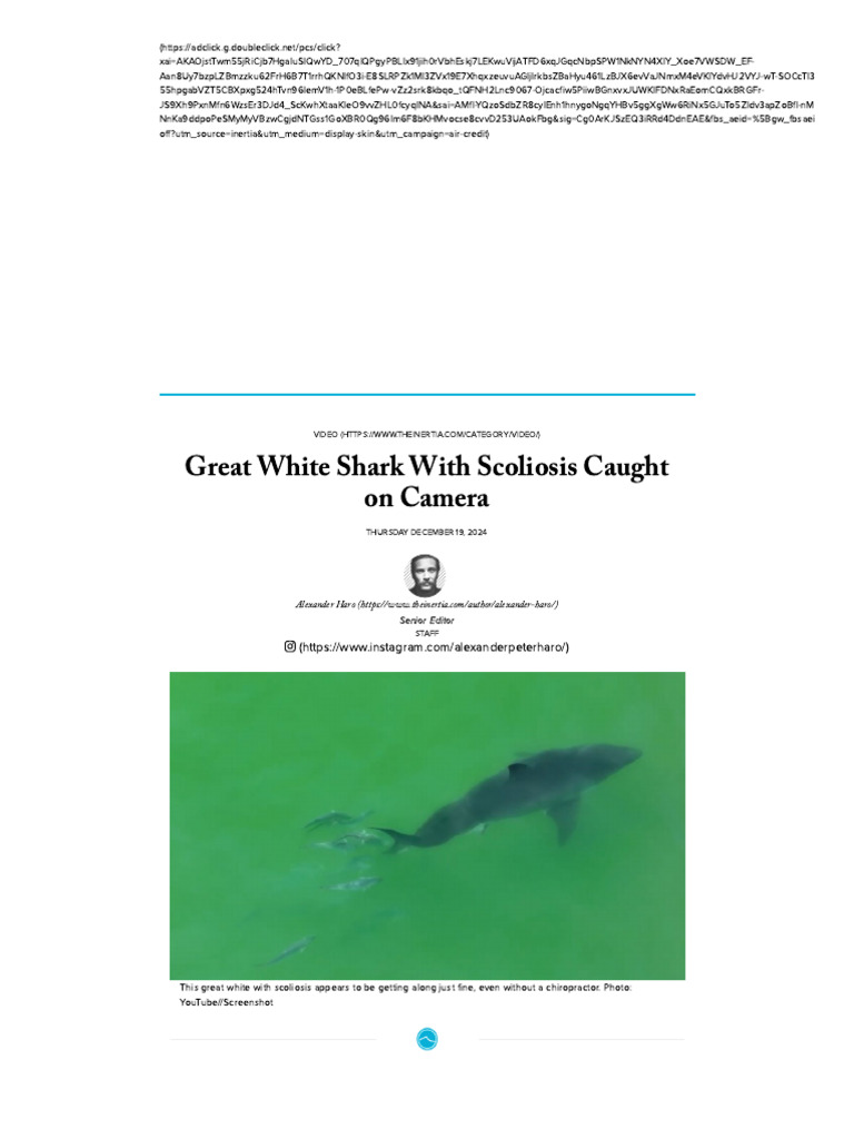 Great White Shark With Scoliosis Caught On Camera | PDF | Sharks