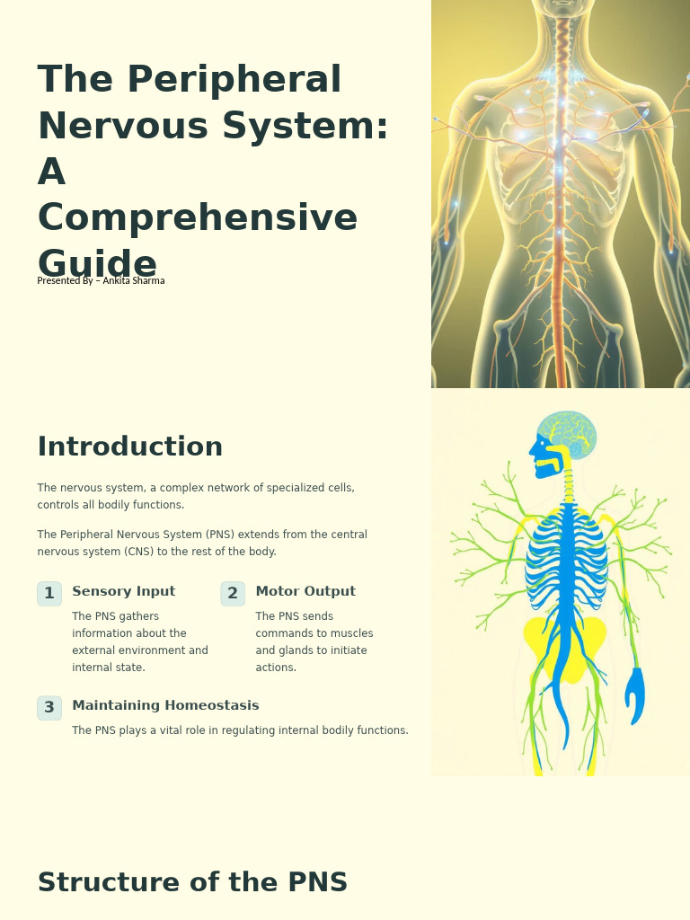The Peripheral Nervous System A Comprehensive Guide | PDF | Nervous ...