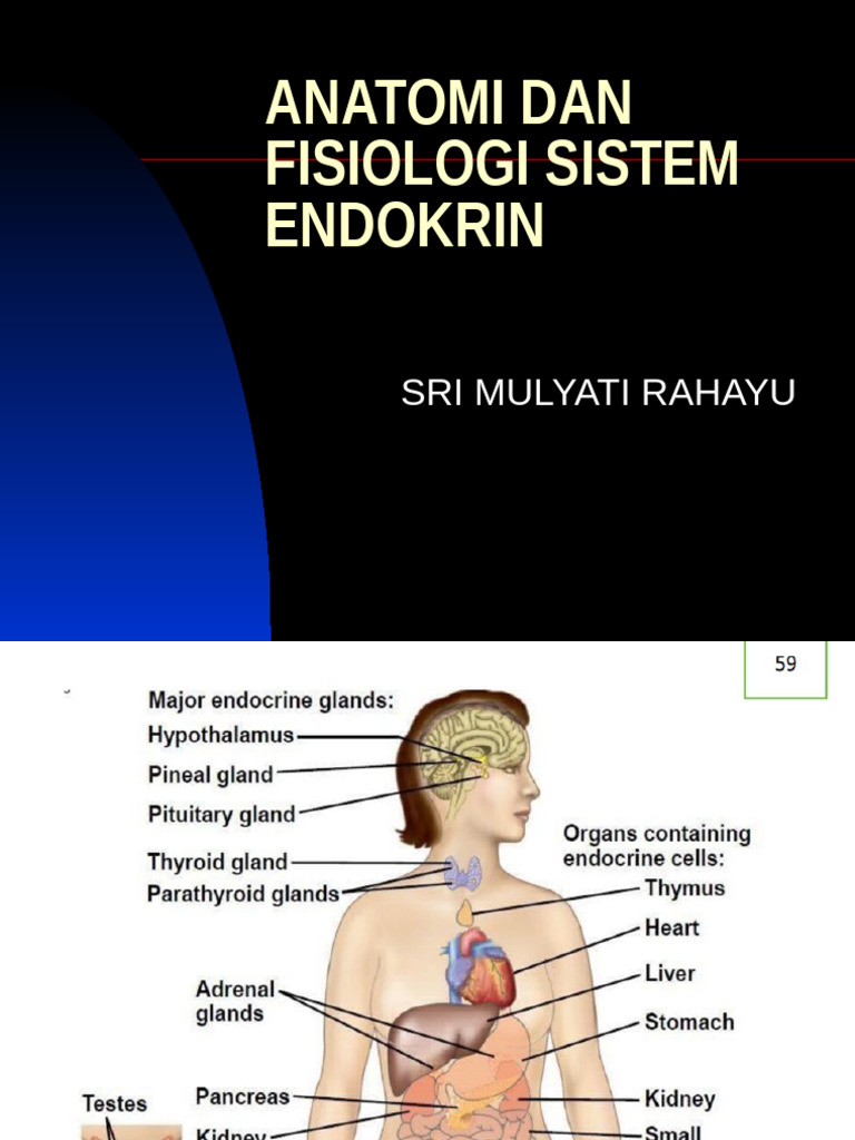 Anatomi Fisiologi Sistem Endokrin | PDF