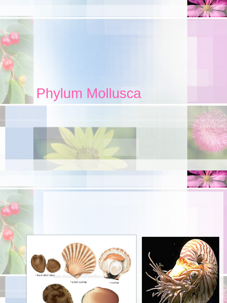 Overview of Phylum Mollusca Characteristics | PDF | Mollusca | Bivalvia
