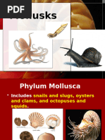 Phylum Mollusca (Notes) | PDF | Mollusca | Bivalvia