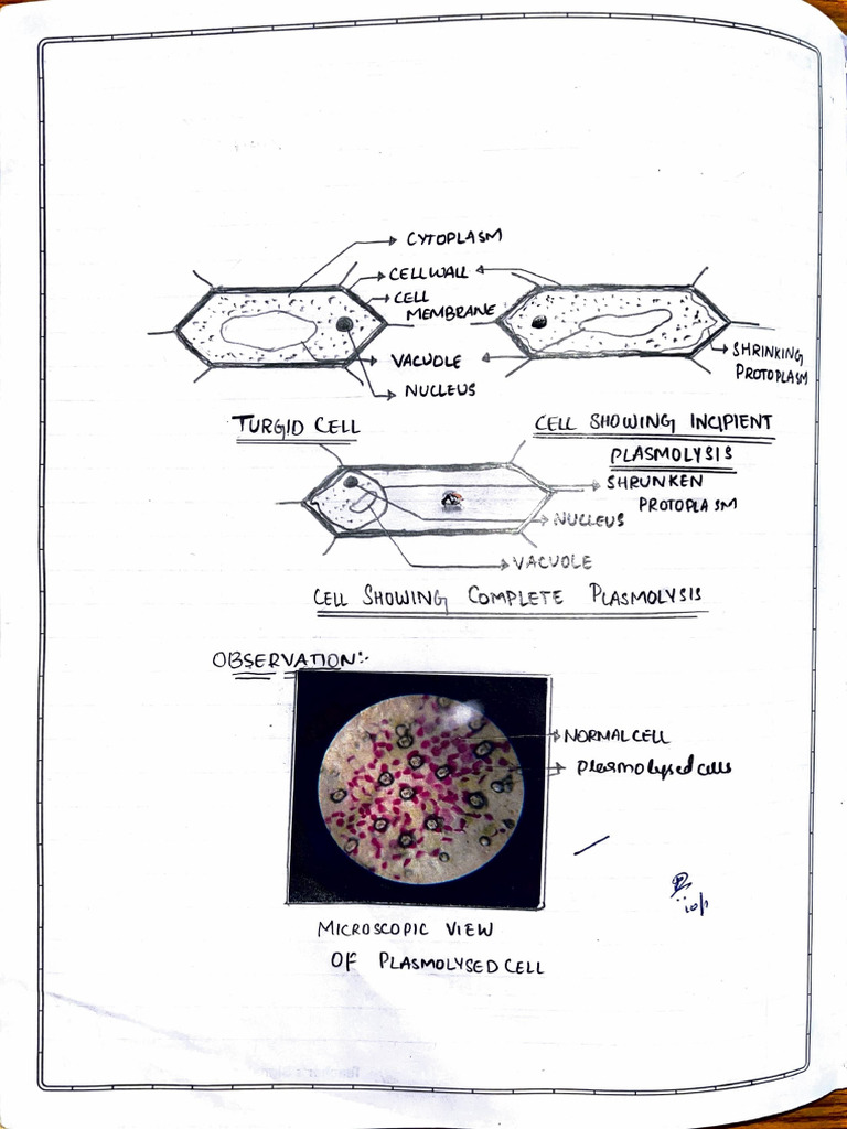 Plasmolysis in Plant Cells | PDF