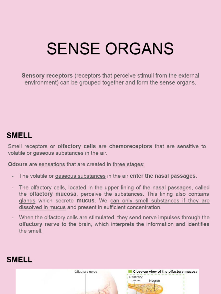 SENSE ORGANS | PDF | Ear | Senses