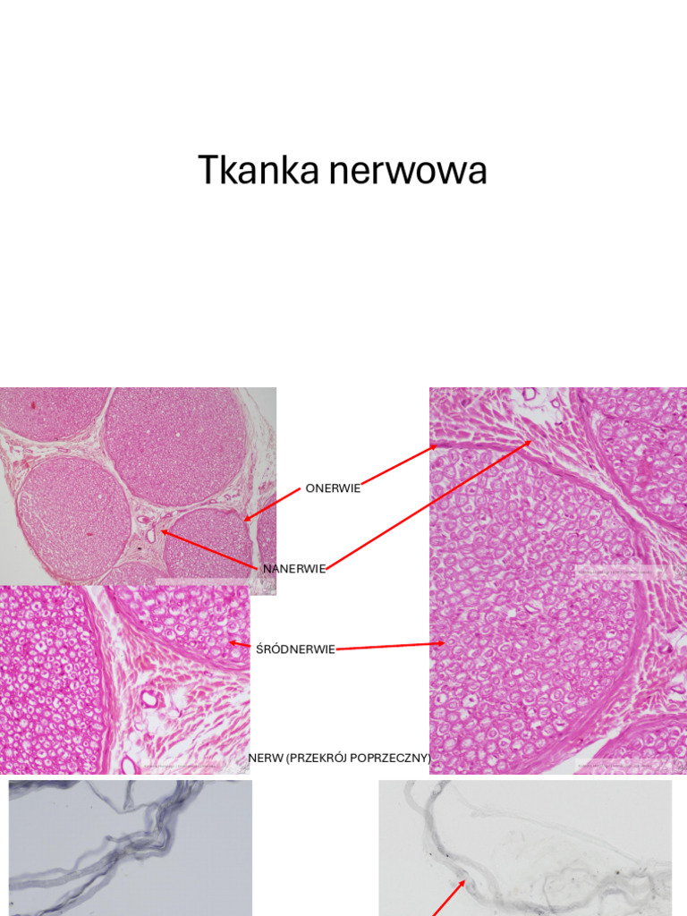 TKANKA NERWOWA | PDF