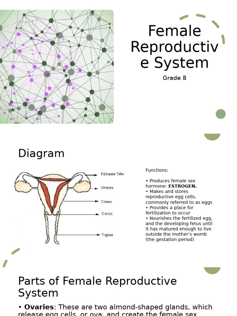 Reproduction in Animals II | PDF | Uterus | Reproductive System