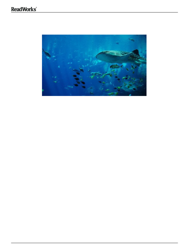 deeper dive book study | PDF | Everglades