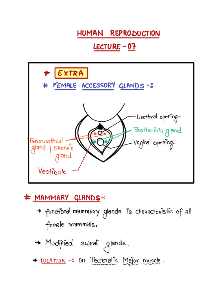 Hand Written Notes Human Reproduction | PDF | Pituitary Gland | Breast
