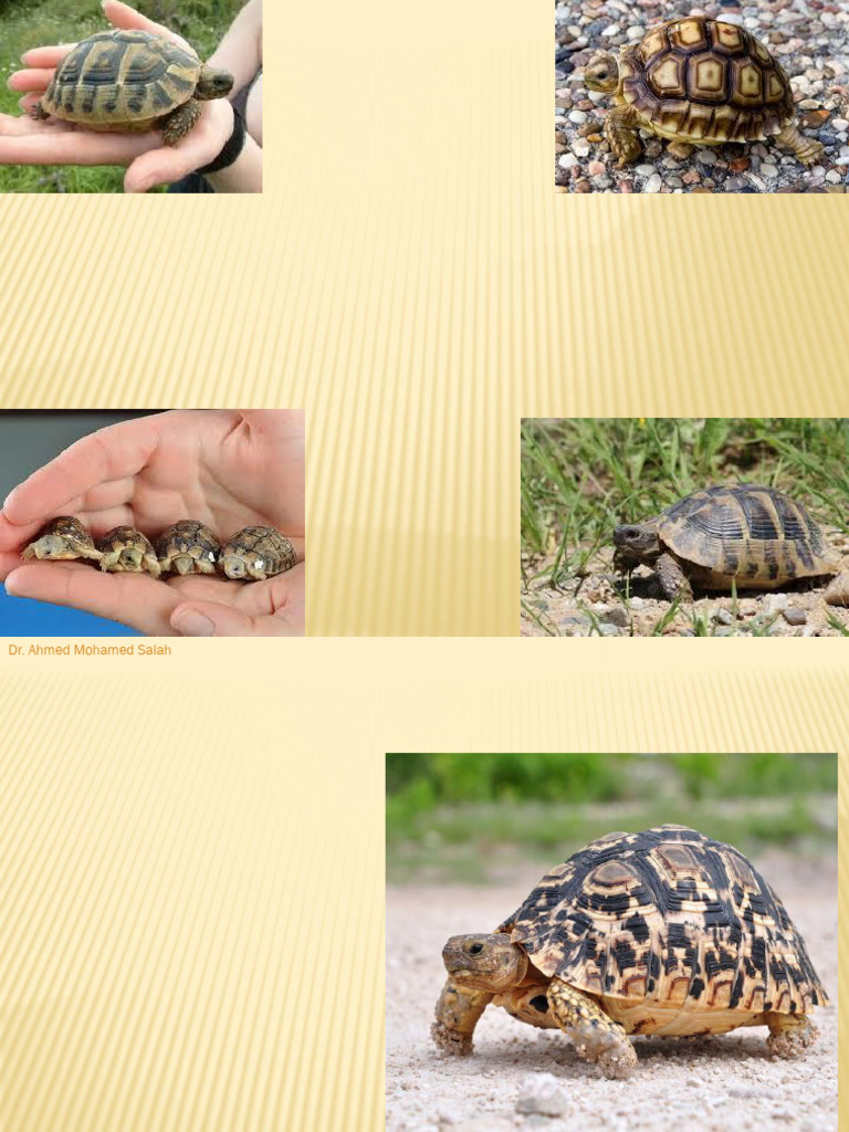 Turtle 1 Pdf Intravenous Therapy Turtle