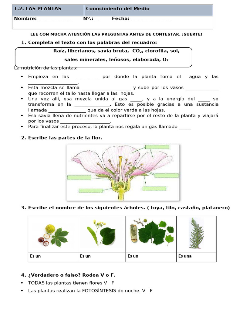 Control 2 Ccnn Las Plantas | PDF | Plantas | Hoja