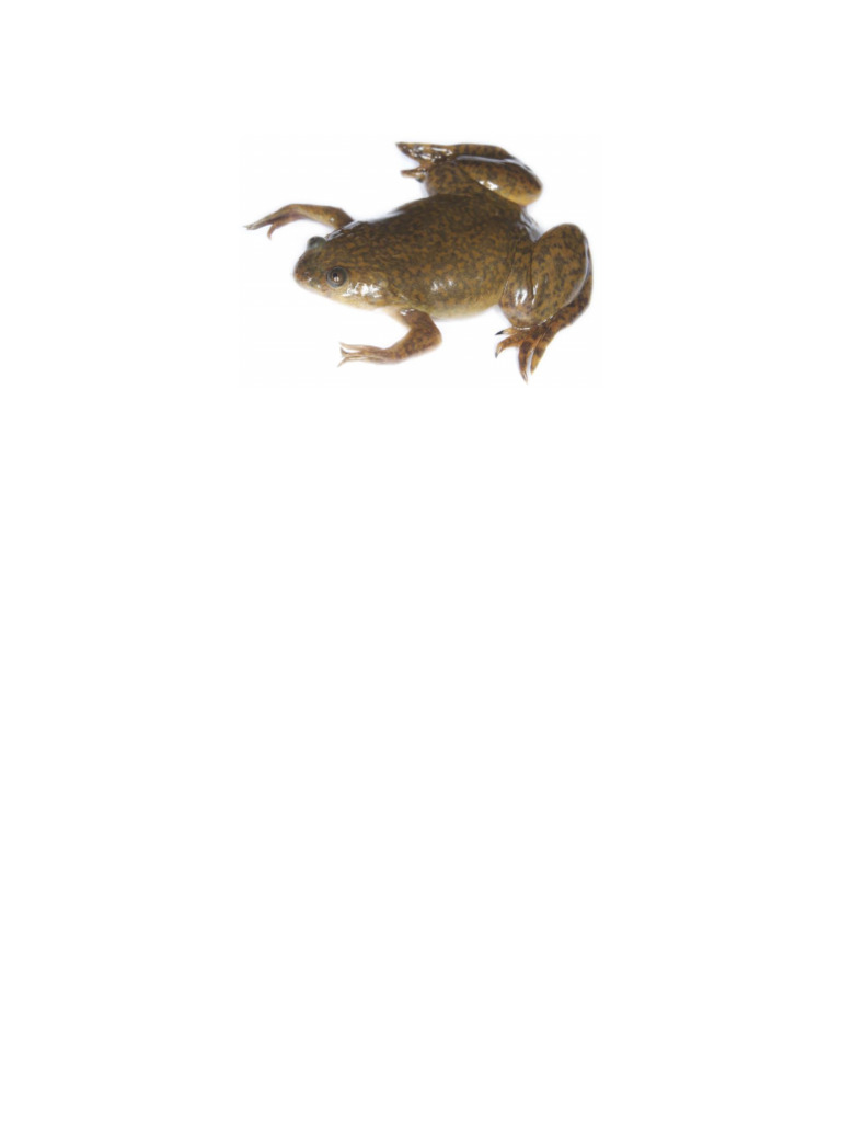 Xenopus laevis: Invasividad en México | PDF | Especies invasivas | Especies