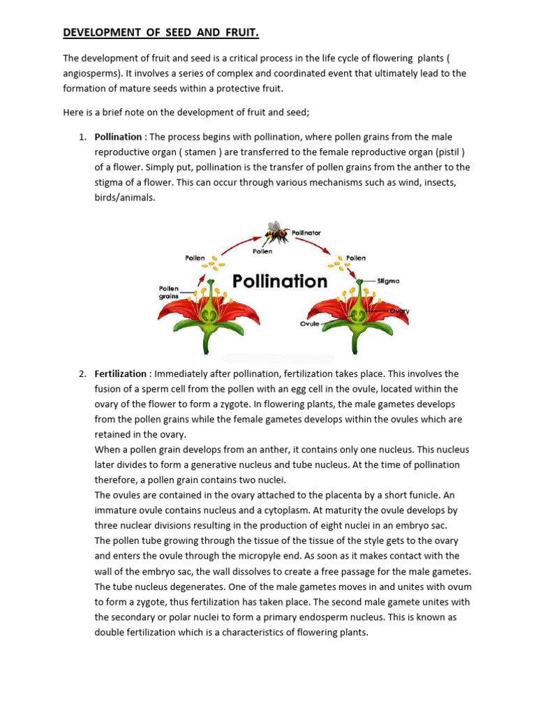 19334_Seed and fruit Development notes | PDF | Fruit | Seed