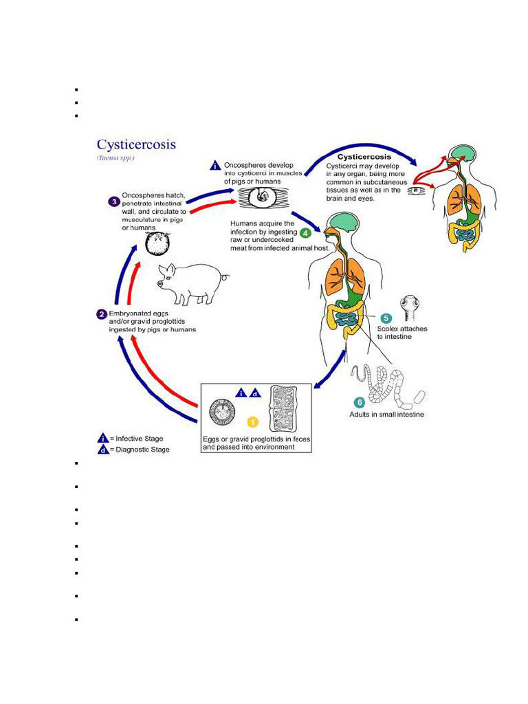 Life Cycle of Taenia -2 | PDF | Medical Specialties | Clinical Medicine