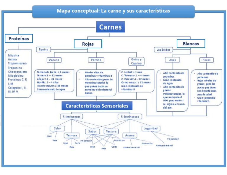 Mapa Conceptual de La Carne | PDF