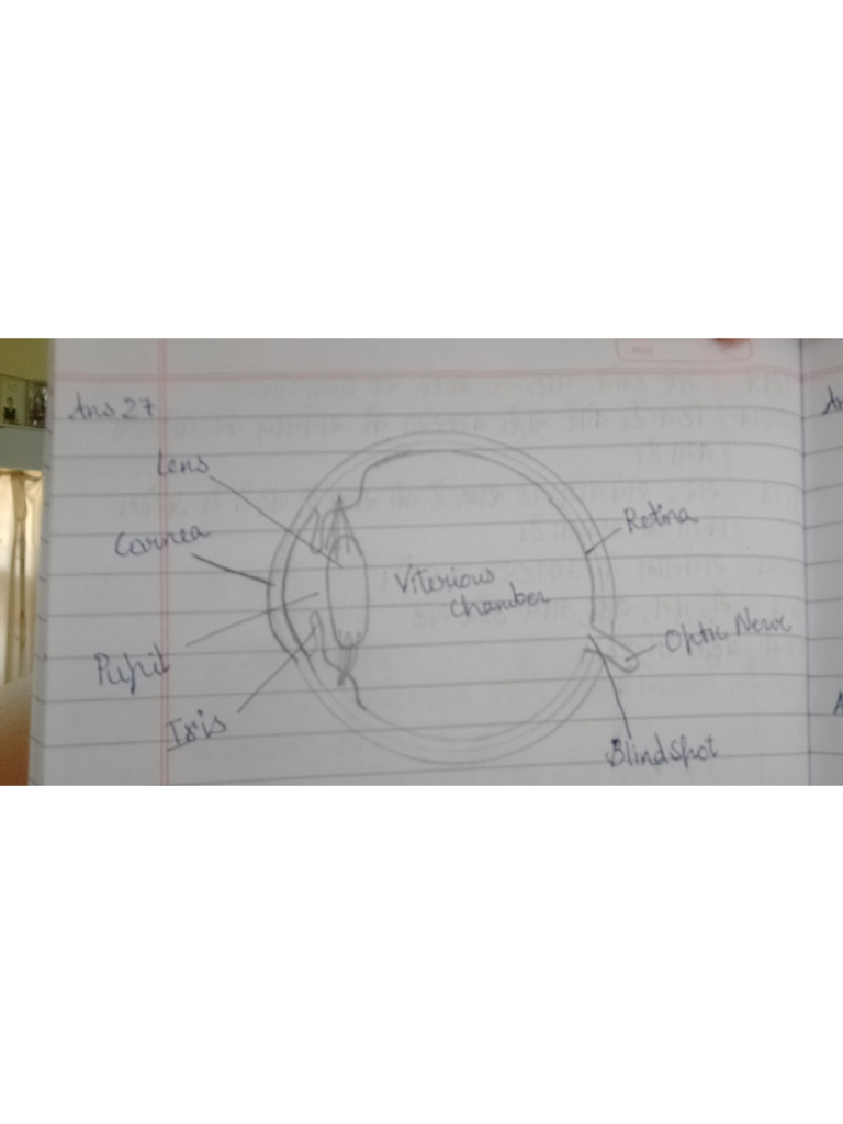 Science Annual Exam PDF | PDF