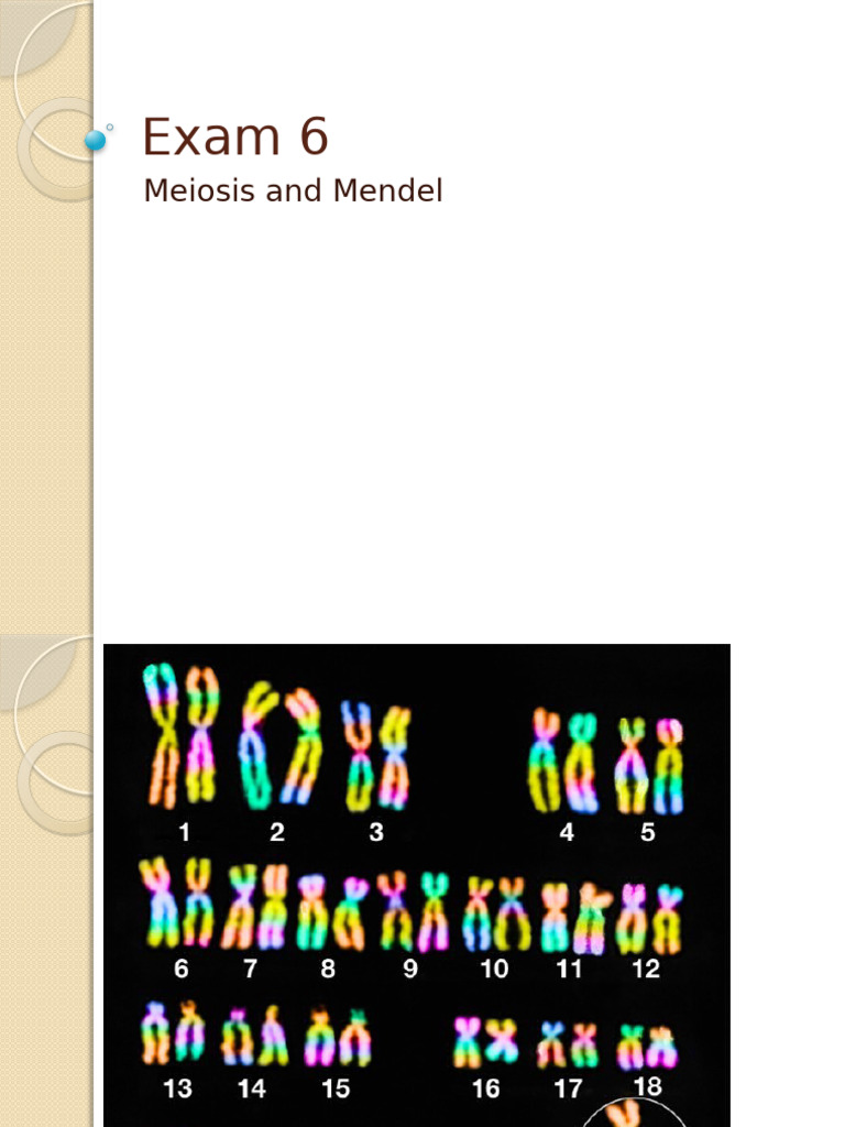 Meiosis Diagrams 2024 Pdf