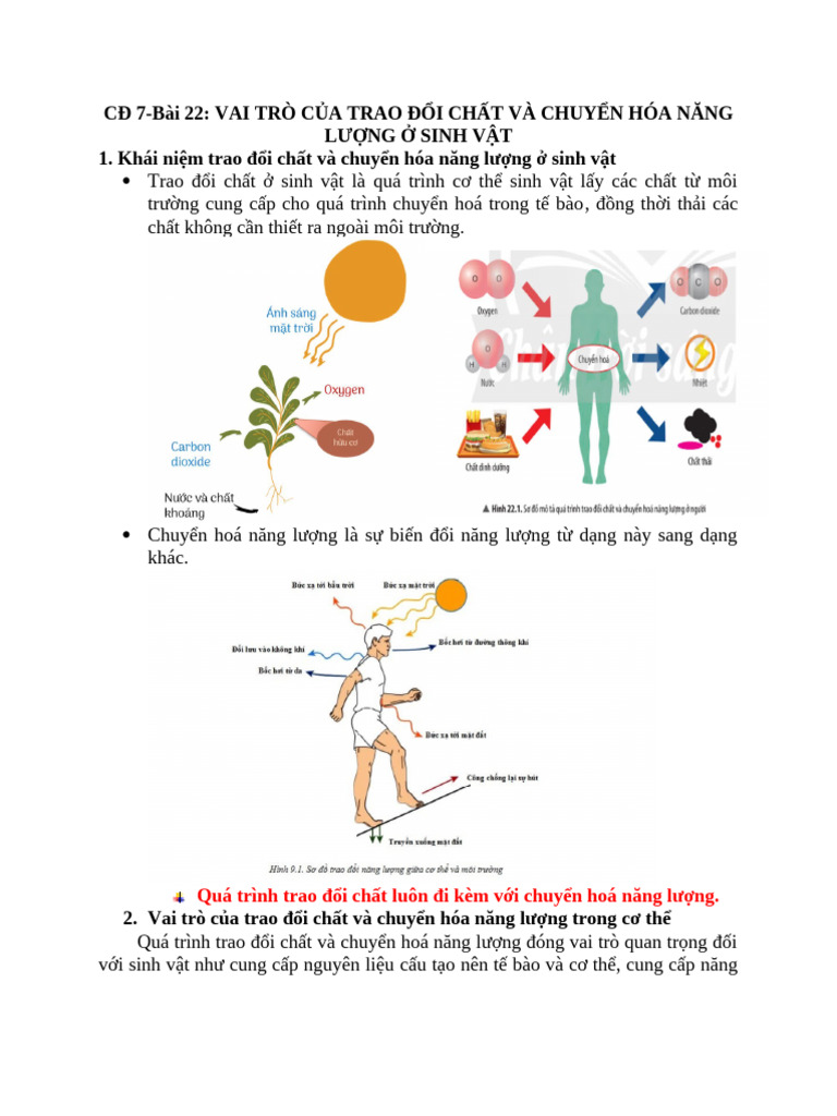 CD 7 Bai 22 Vai Tro Cua Trao Doi Chat Va Chuyen Hoa Nang Luong o Sinh Vat 272202420 | PDF