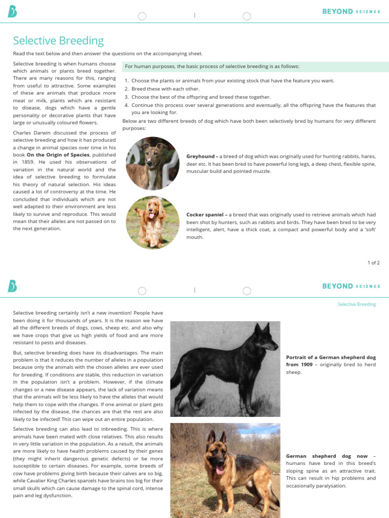 Selective Breeding Comprehension Worksheet HA & MA | PDF | Genetic ...