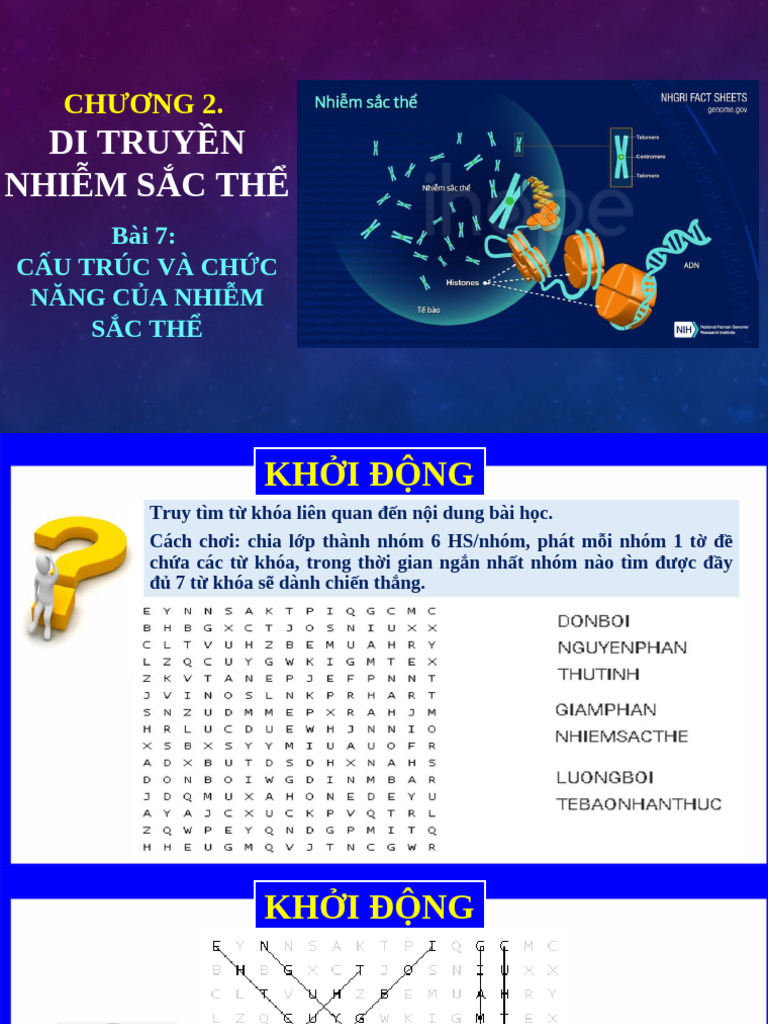 Bài 7- CẤU TRÚC VÀ CHỨC NĂNG CỦA NST _ (1) | PDF
