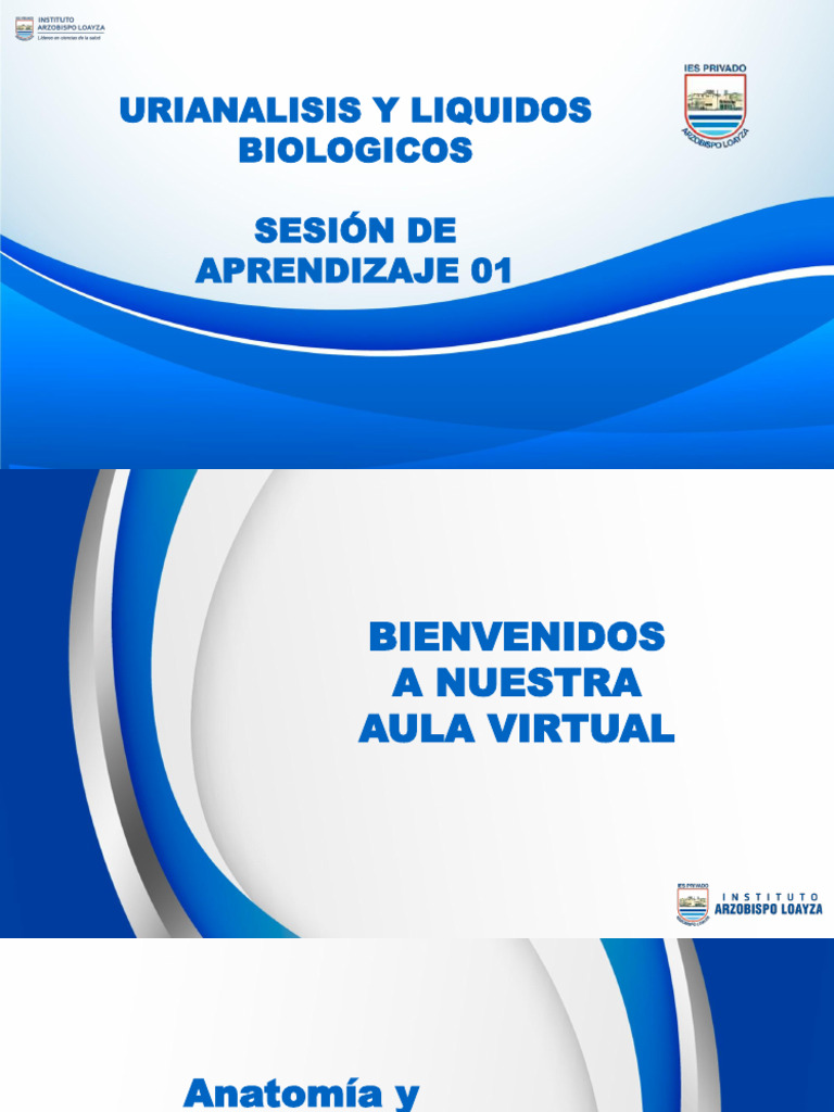SESION 01 Anatomía y Fisiologia del Sistema urinario | PDF | Riñón | Sistema urinario