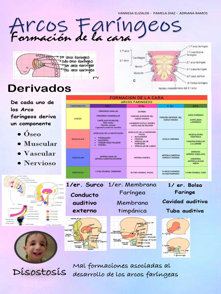 Derivados de los Arcos Faríngeos | PDF