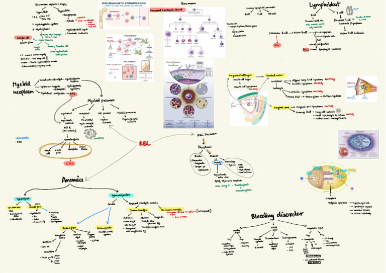 Hematology in 1 page | PDF | Bone Marrow | Lymphoma