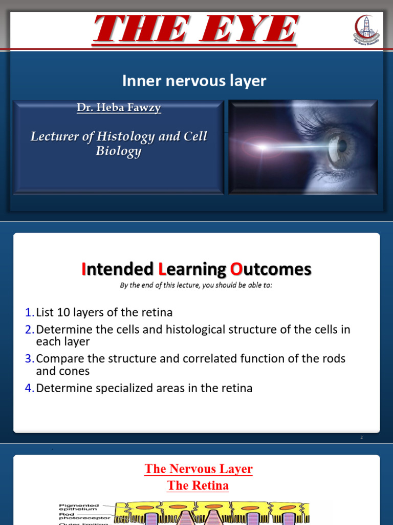 Histology of The Eye (Inner Nervous Layer) | PDF | Retina | Axon