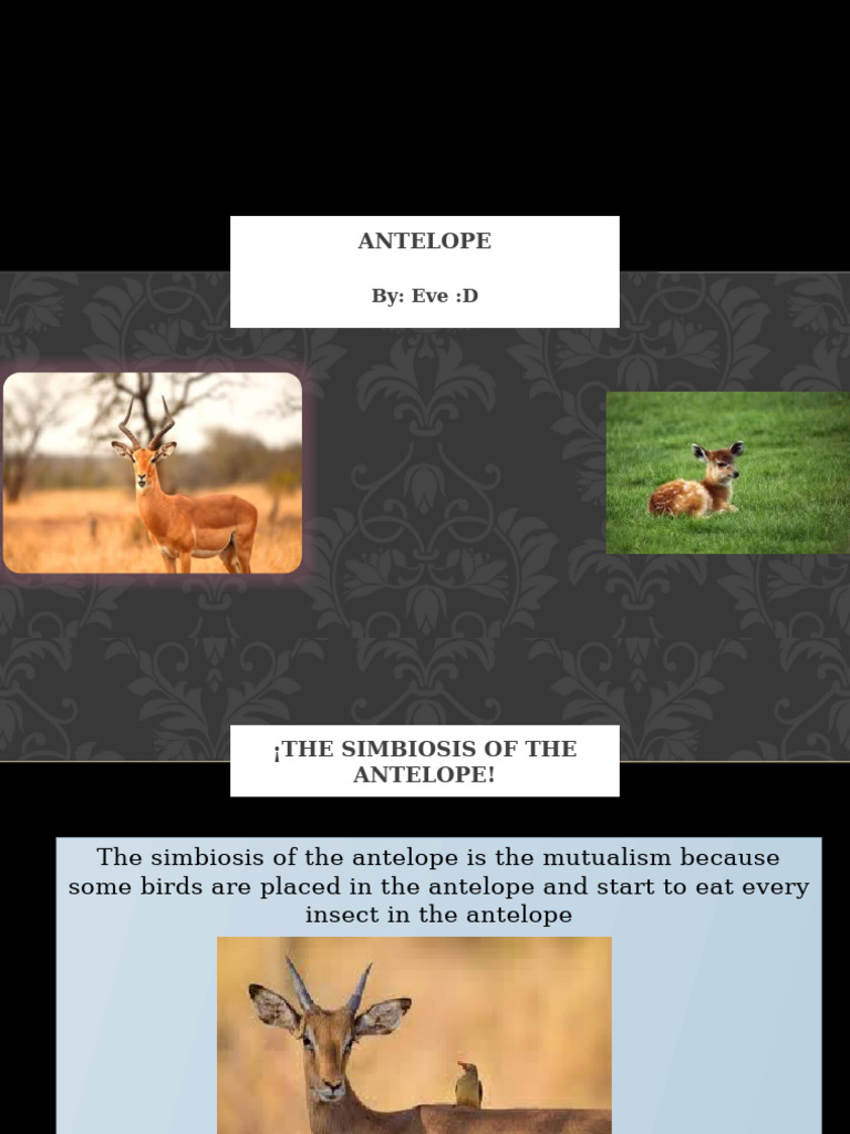 ANTELOPE | PDF