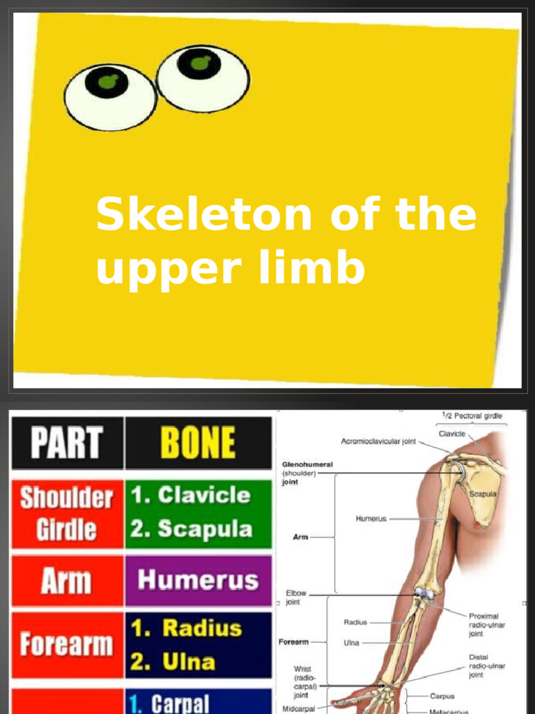 Skeleton of Upper Limb - 080038 | PDF