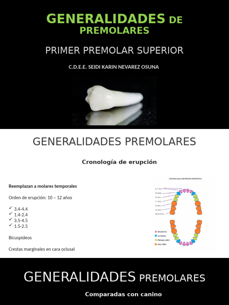 Premolar Superior Presentacion Anatomia Dental Seidi | PDF | Odontología | Ramas de Odontología