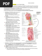 Anatomía y Fisiología de La Rinofaringe, Orofaringe e Hipofaringe | PDF ...